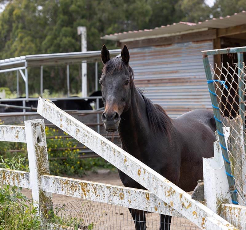 Traralgon Pony Club | Welcome to Traralgon Pony Club